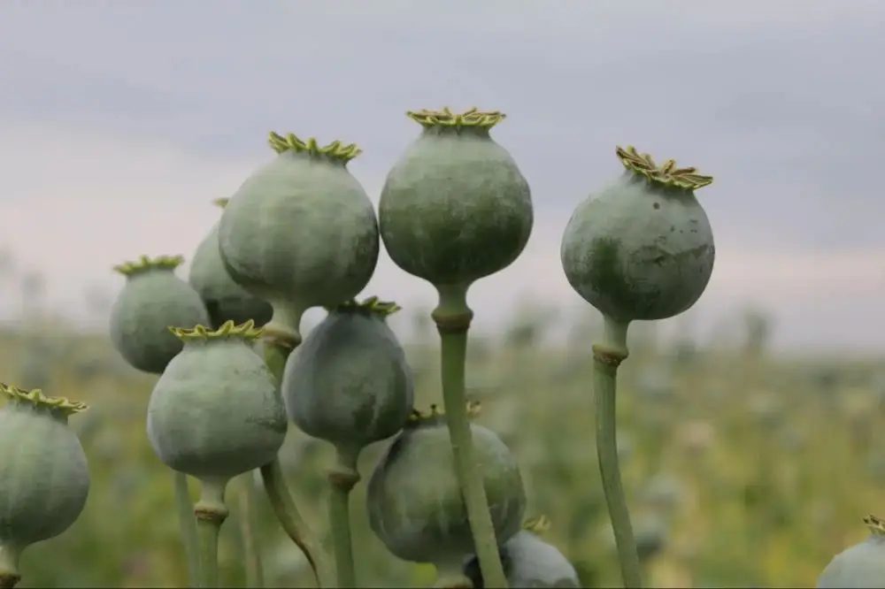 Opium Addiction: Side Effects, Risks & Treatment Explained
